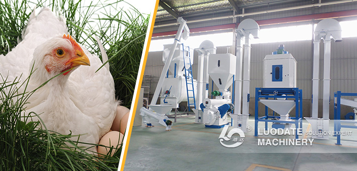 Poultry & Chicken Feed Production Line - Feed Pellet Mill, Animal Feed ...